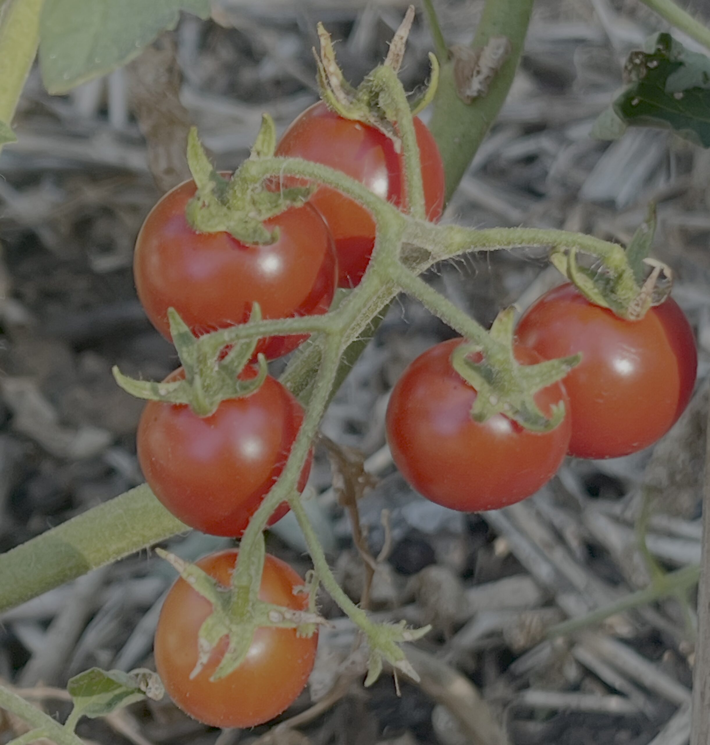 Class 8A: Dry Farming - Tomatoes and More - Handmade Gardens ...
